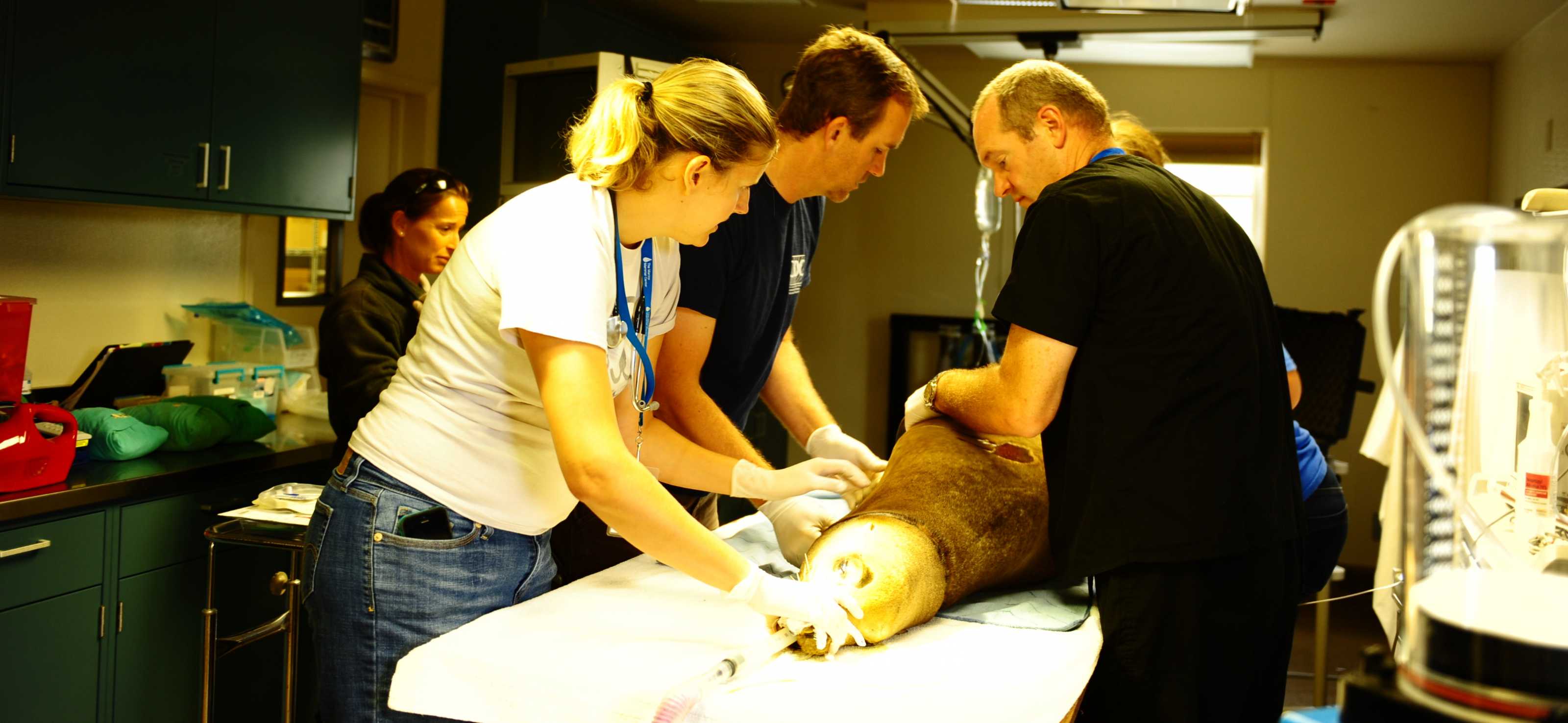 Life-Saving Surgery Frees Thin Mint from Scary Entanglement | The ...