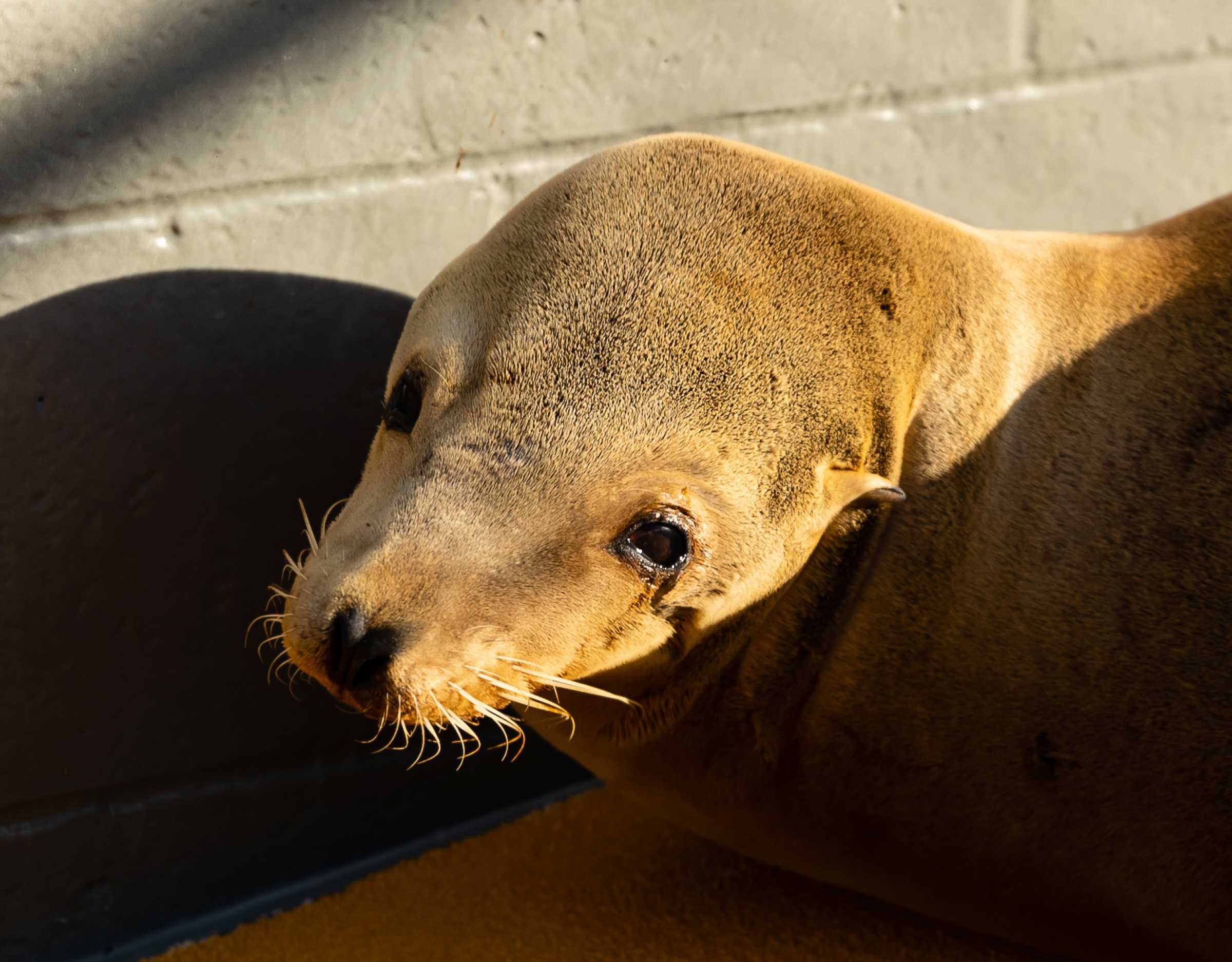Piglet | The Marine Mammal Center