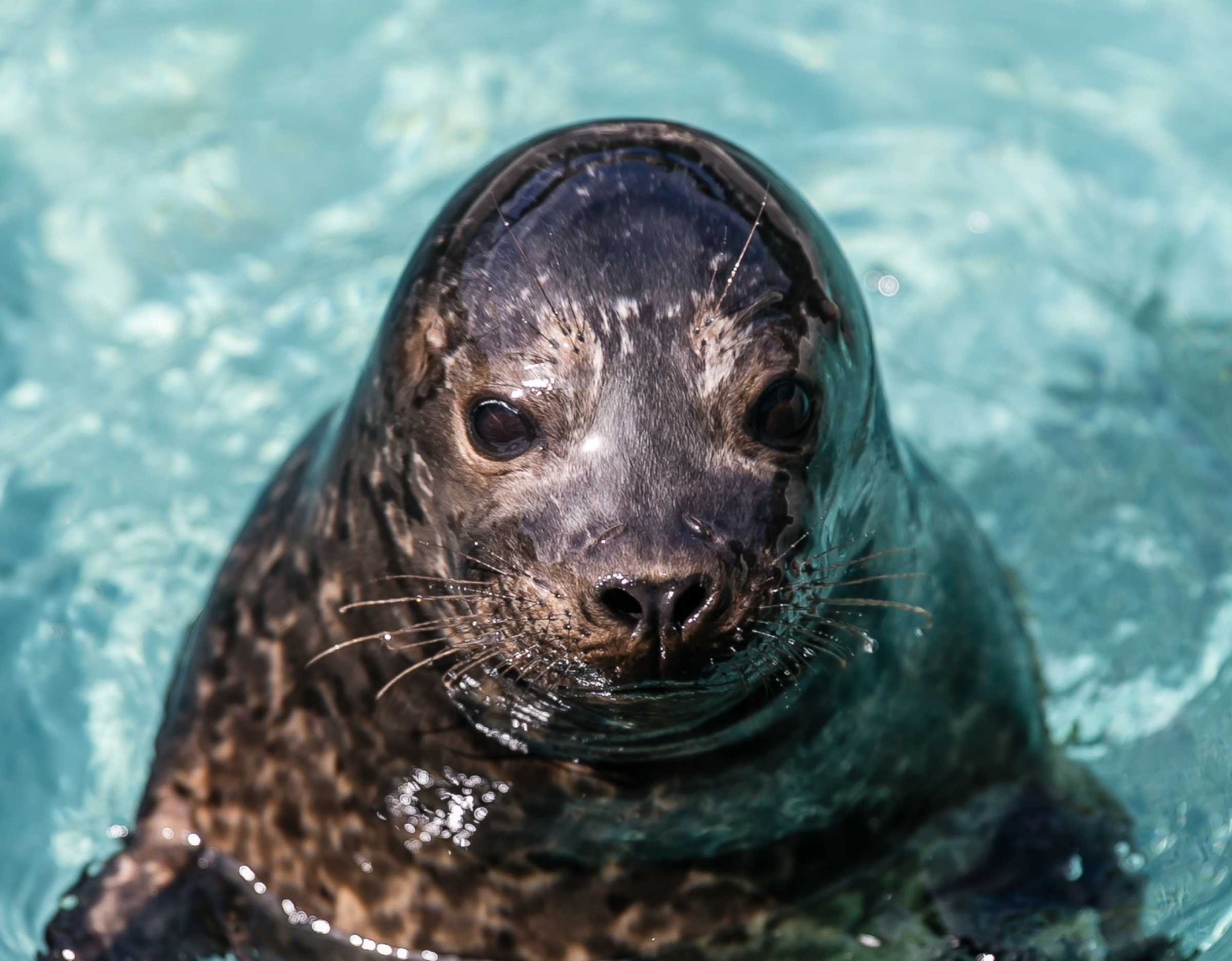 Baby Harbor Seal Swimming