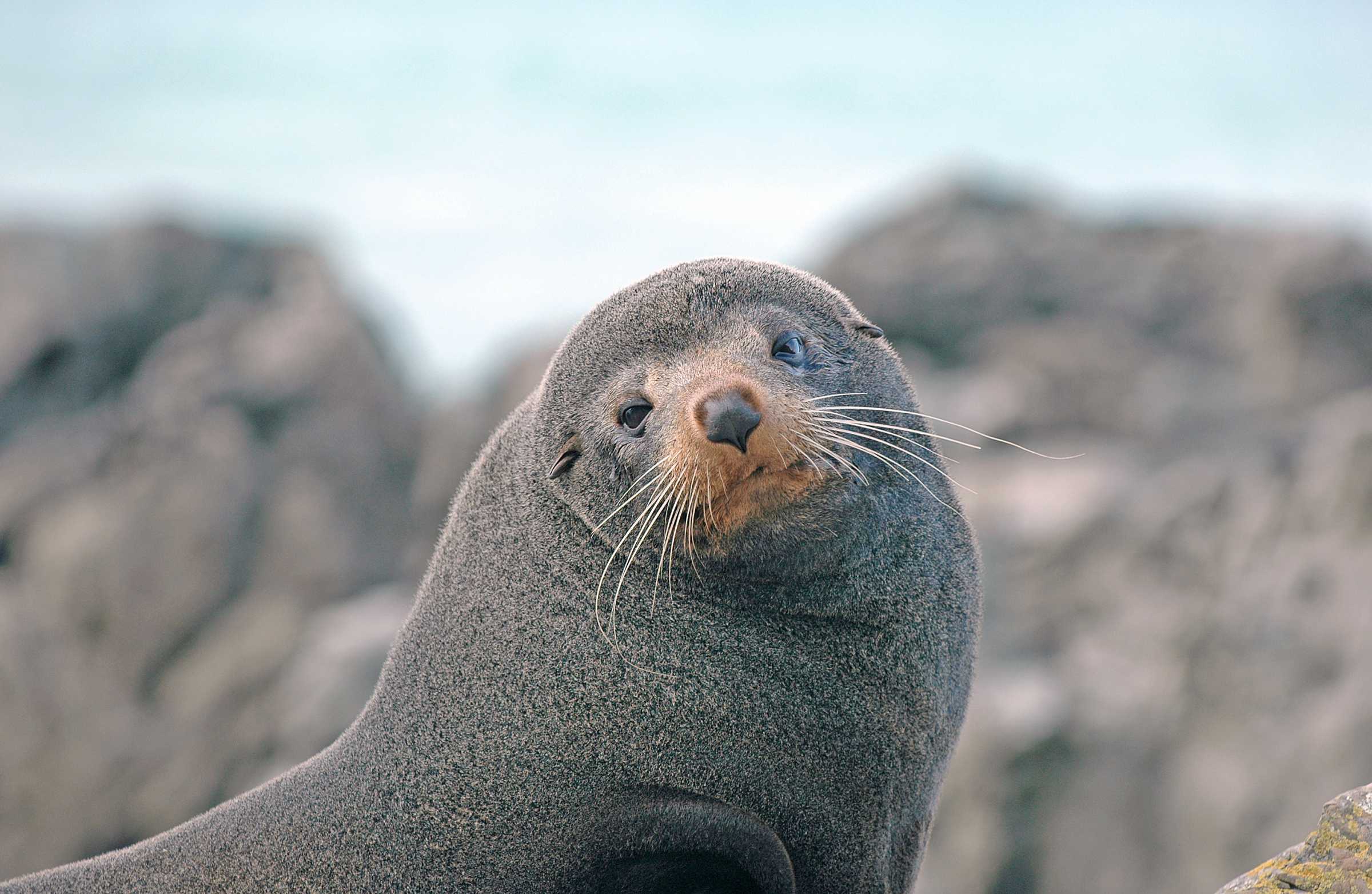 New Zealand Native Mammals
