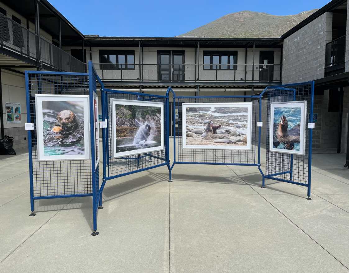 The Marine Mammal Center Reopens with Significant Renovations | The ...
