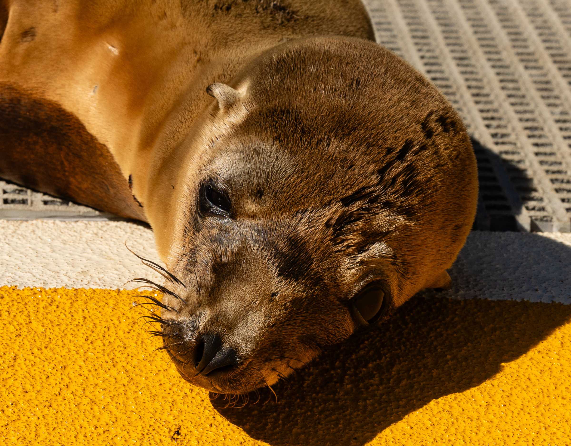 Melonhead | The Marine Mammal Center