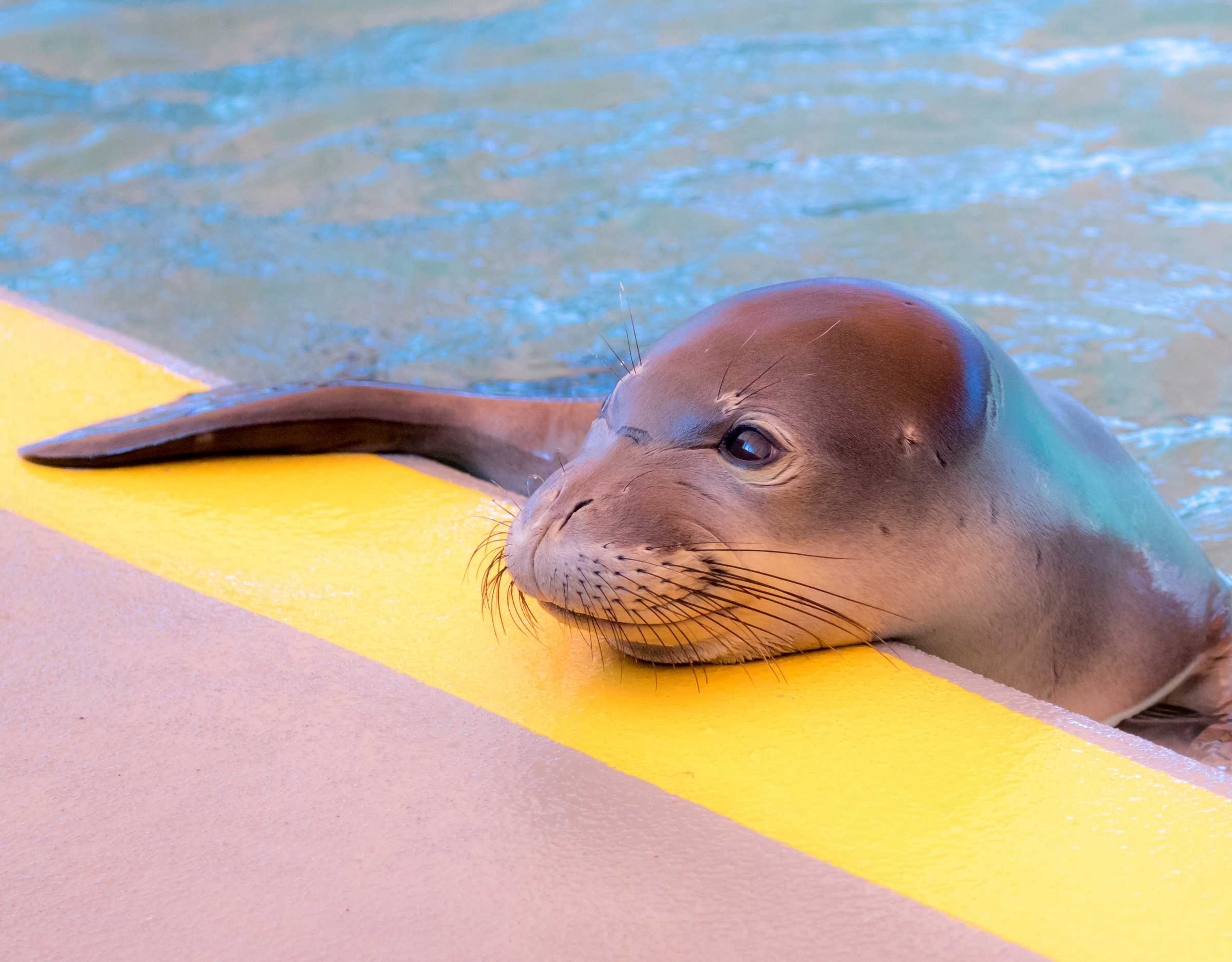 Mahina | The Marine Mammal Center