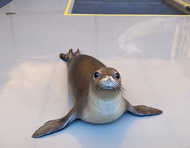 Hawaiian Monk Seal — Male | The Marine Mammal Center