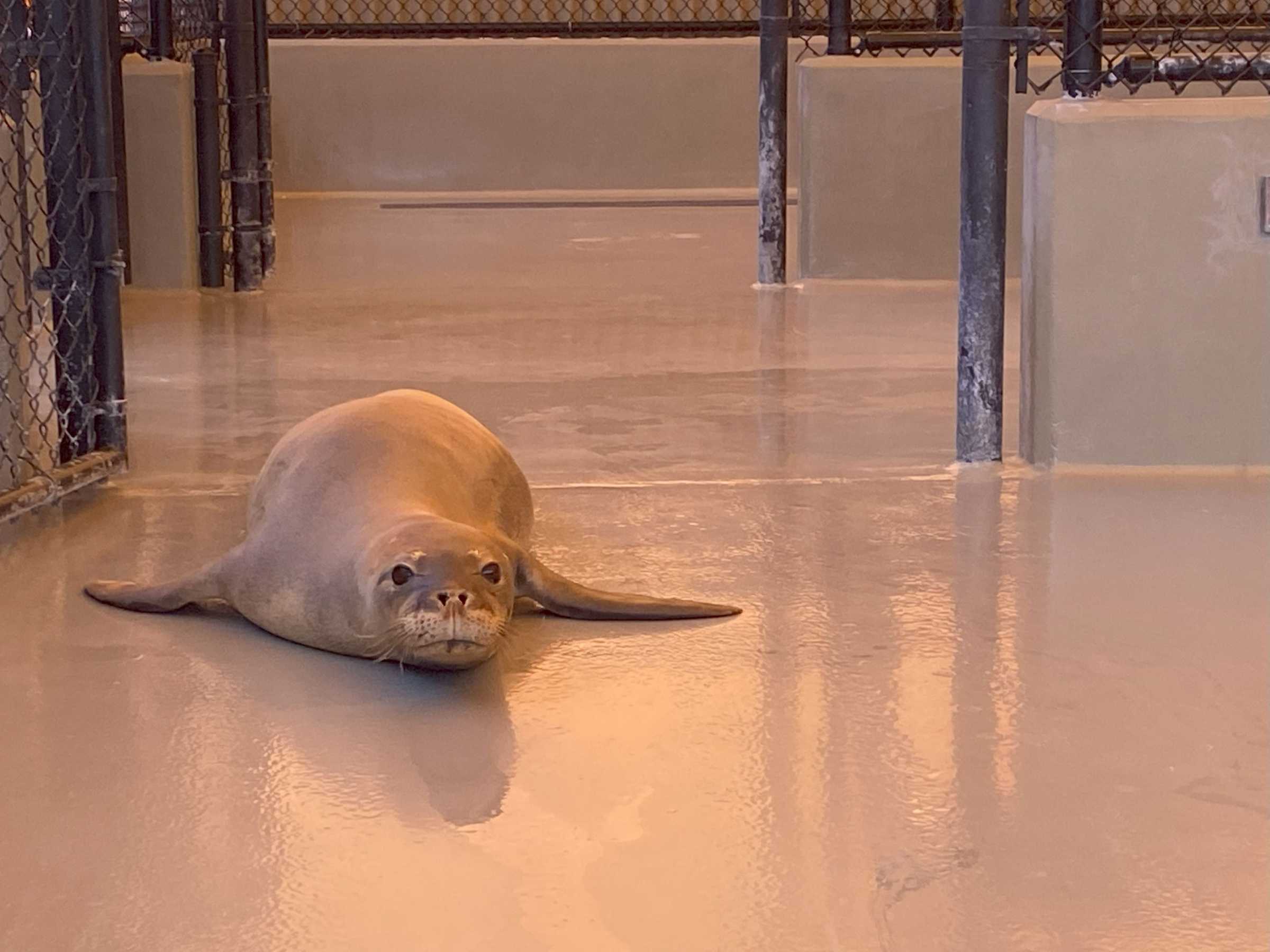 Endangered Hawaiian Monk Seal Receiving Life-Saving Care at The Marine ...