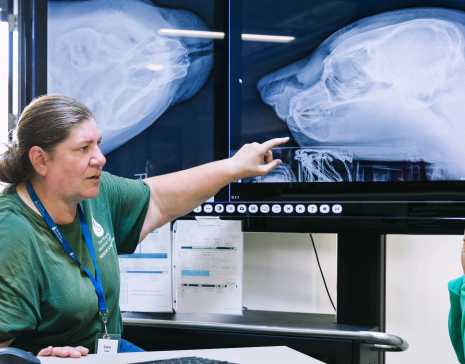 Timeline of The Marine Mammal Center | The Marine Mammal Center