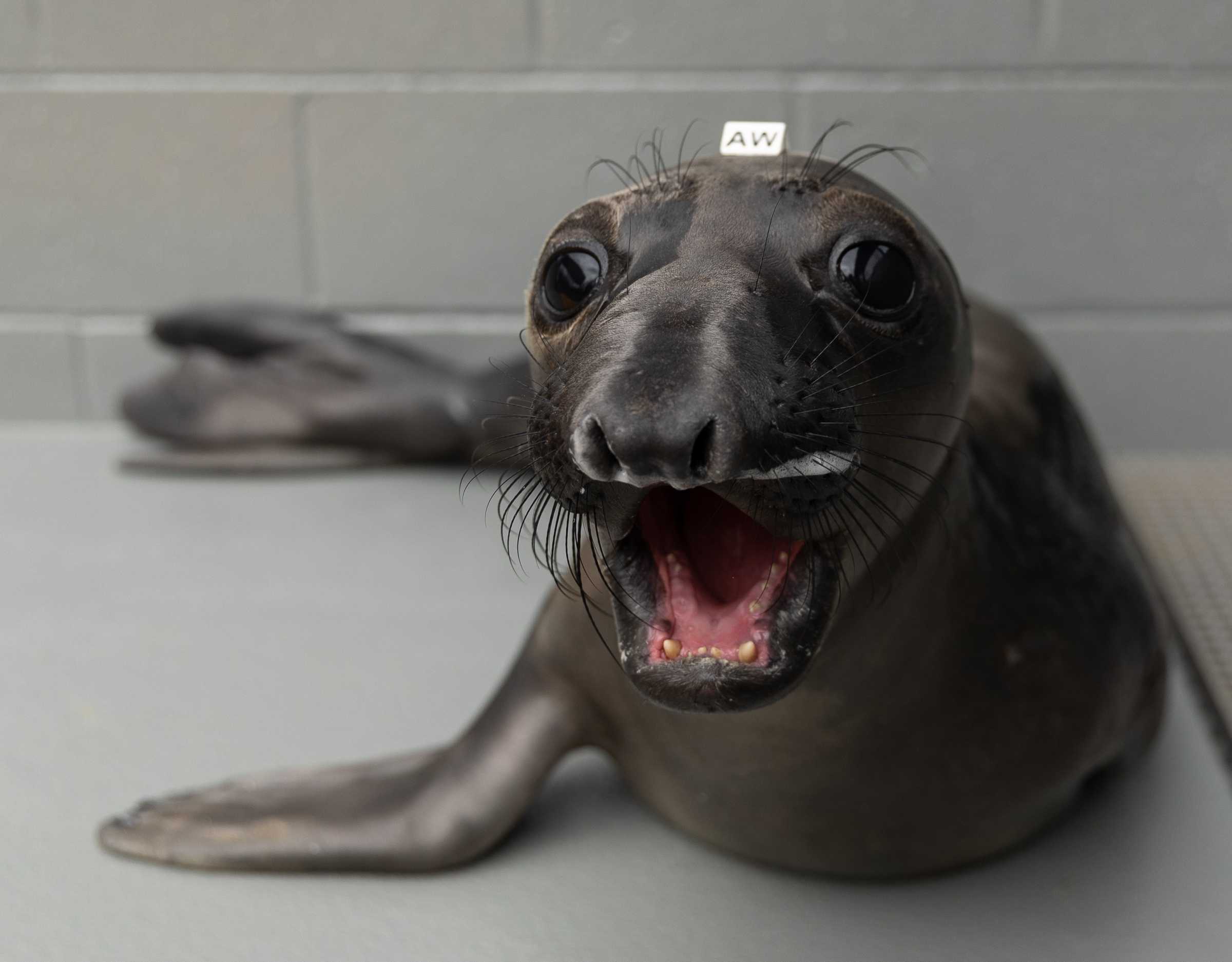 Russet | The Marine Mammal Center