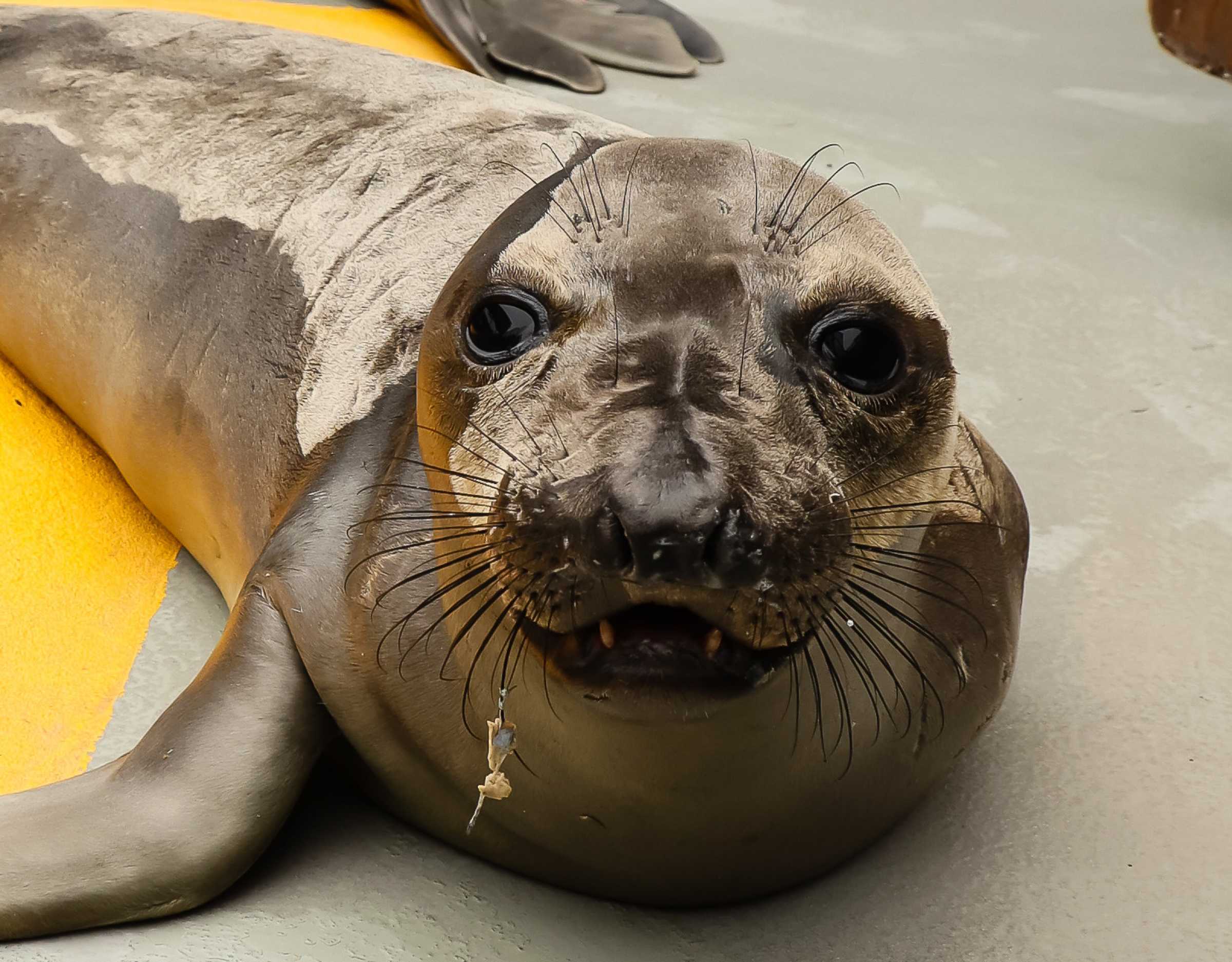 Ochre | The Marine Mammal Center