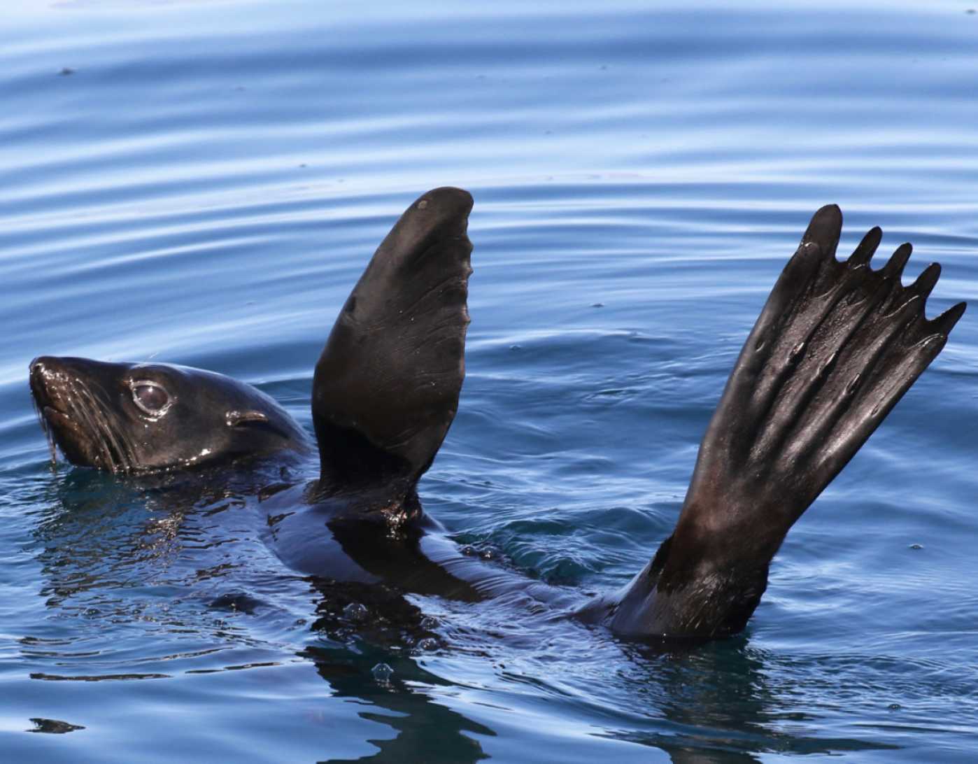 News | The Marine Mammal Center