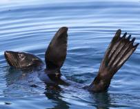 Adaptations of the Deep: Seal Whiskers and Eyes | The Marine Mammal Center
