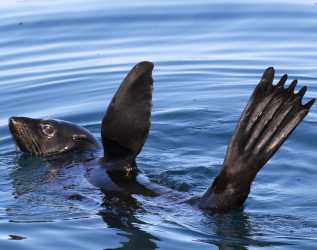 Your Visual Guide to Sea Lion and Seal Behavior | The Marine Mammal Center