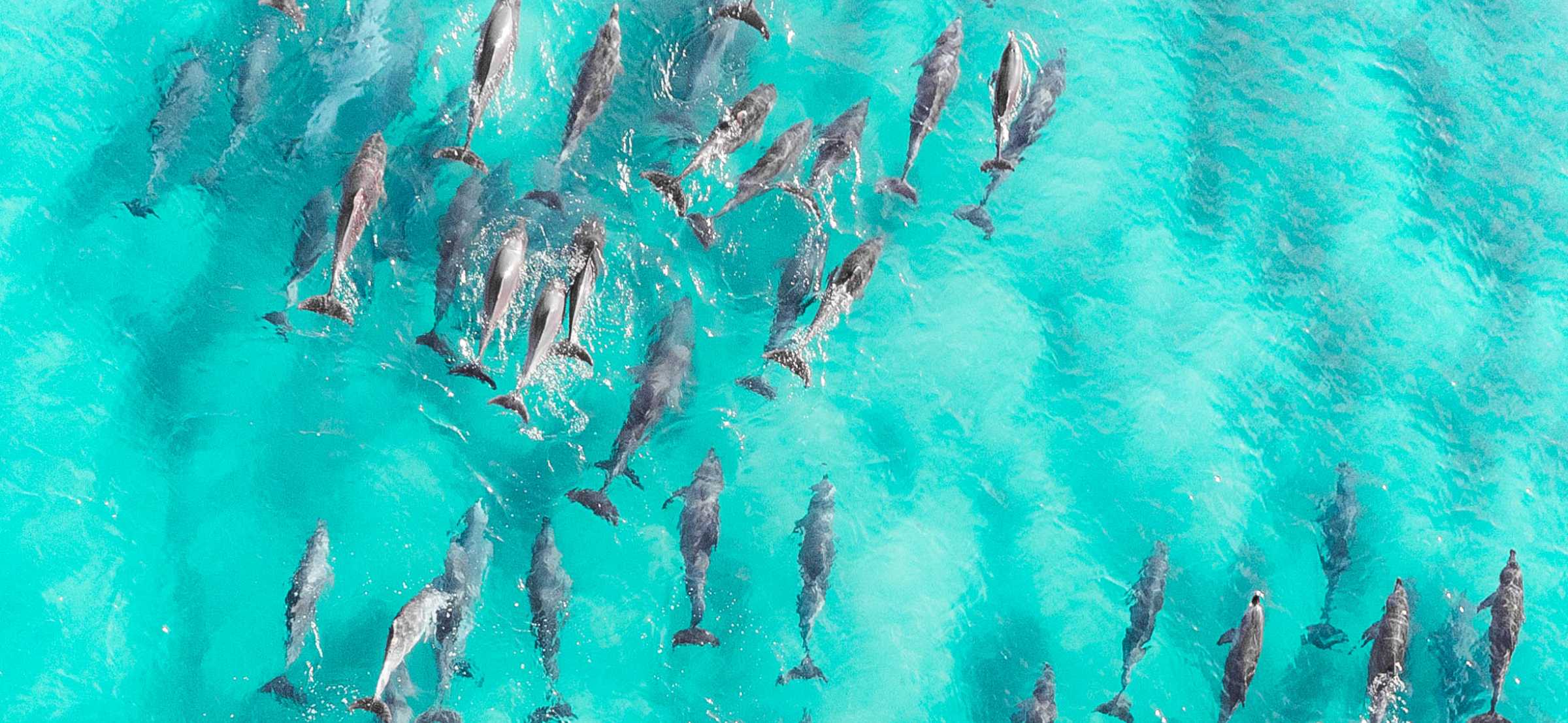 Common Bottlenose Dolphin | The Marine Mammal Center