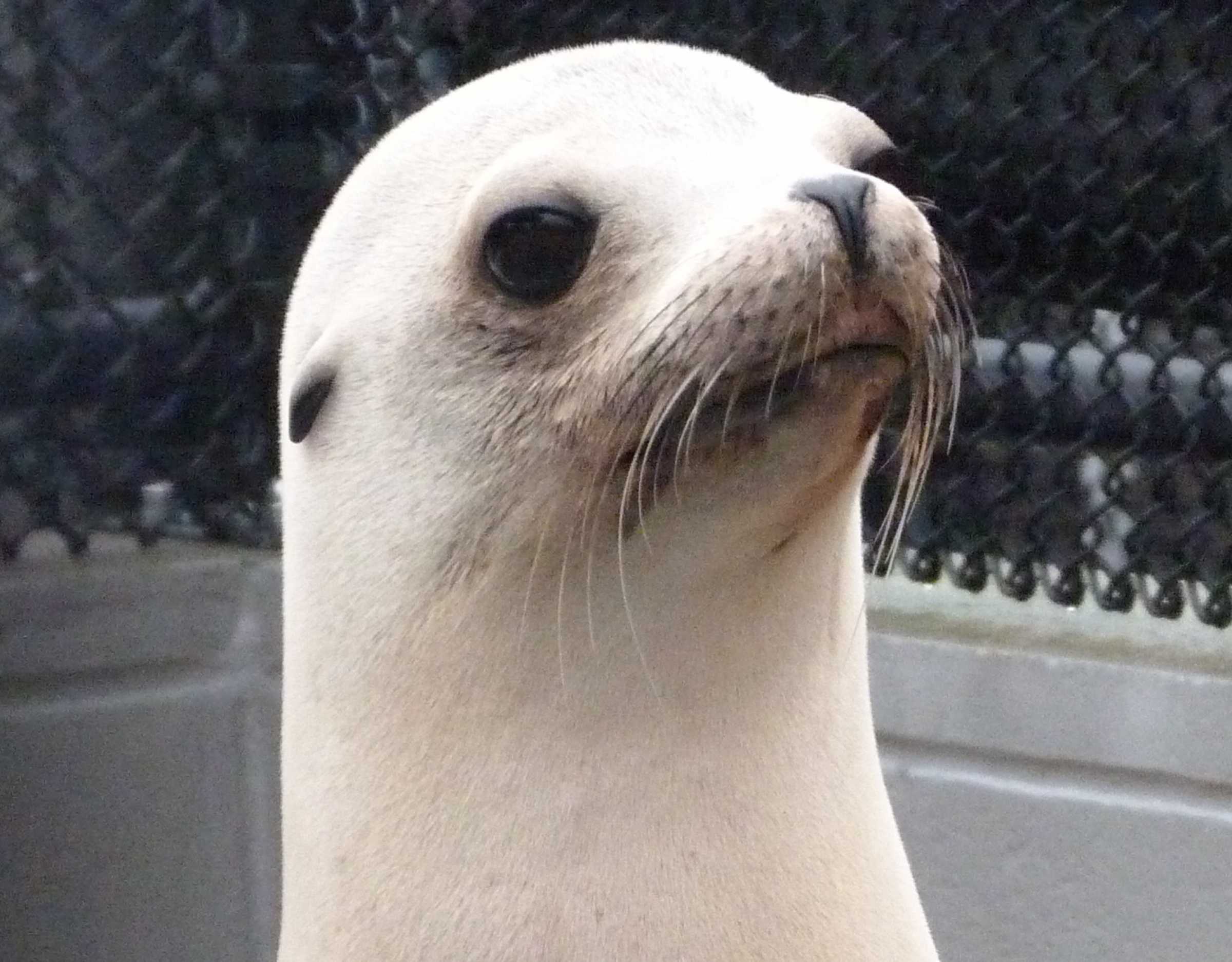 Mittens | The Marine Mammal Center