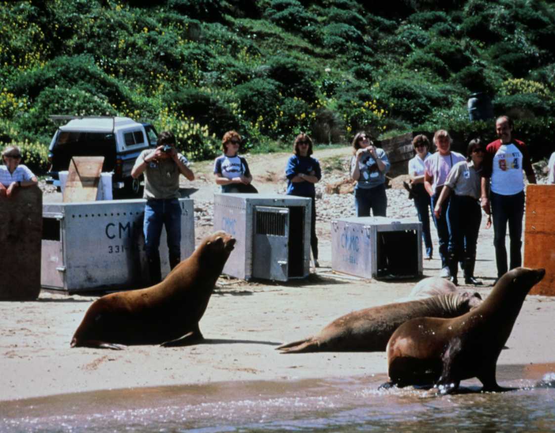 Stories from the Last 50 Years | The Marine Mammal Center