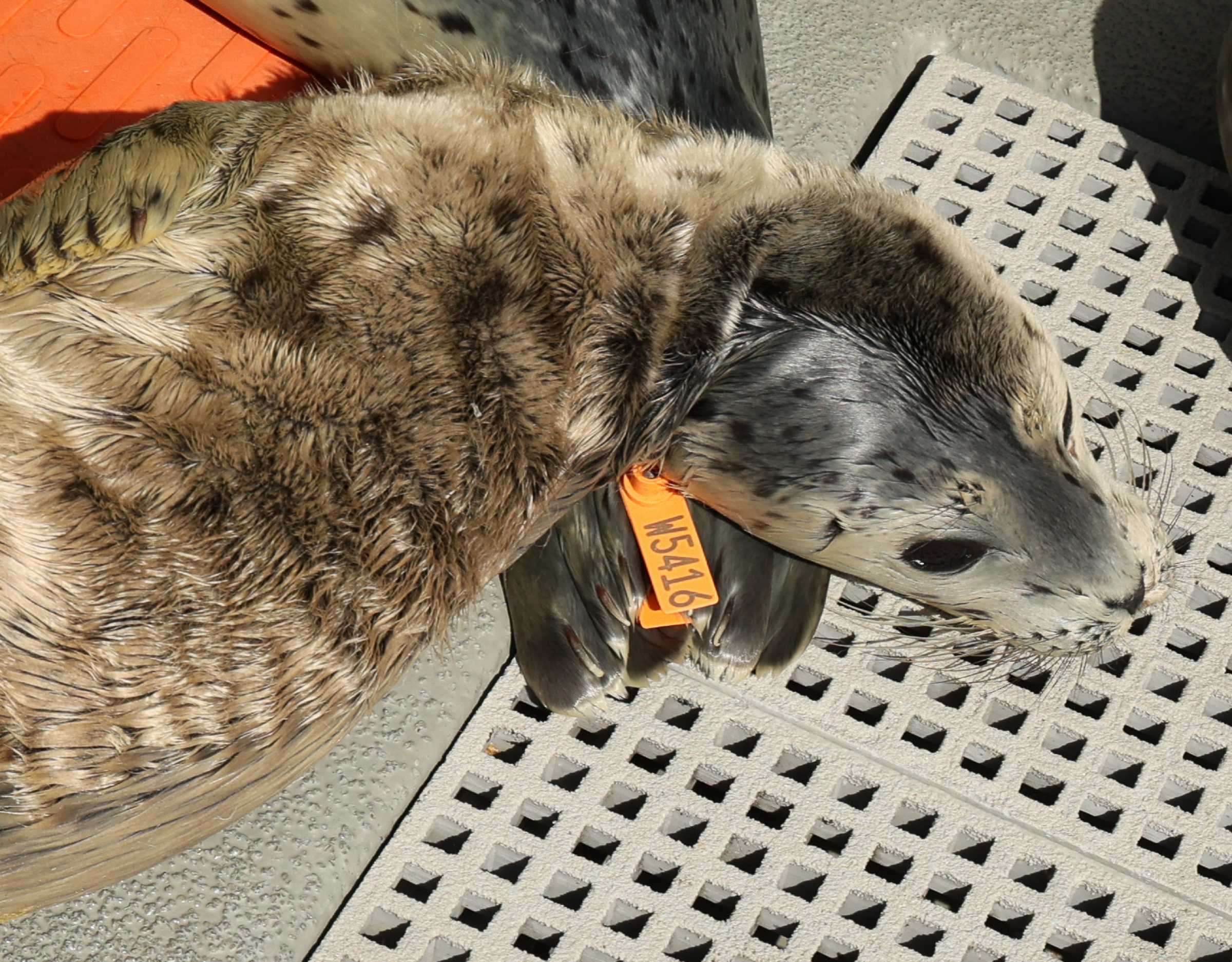 Bluffle | The Marine Mammal Center