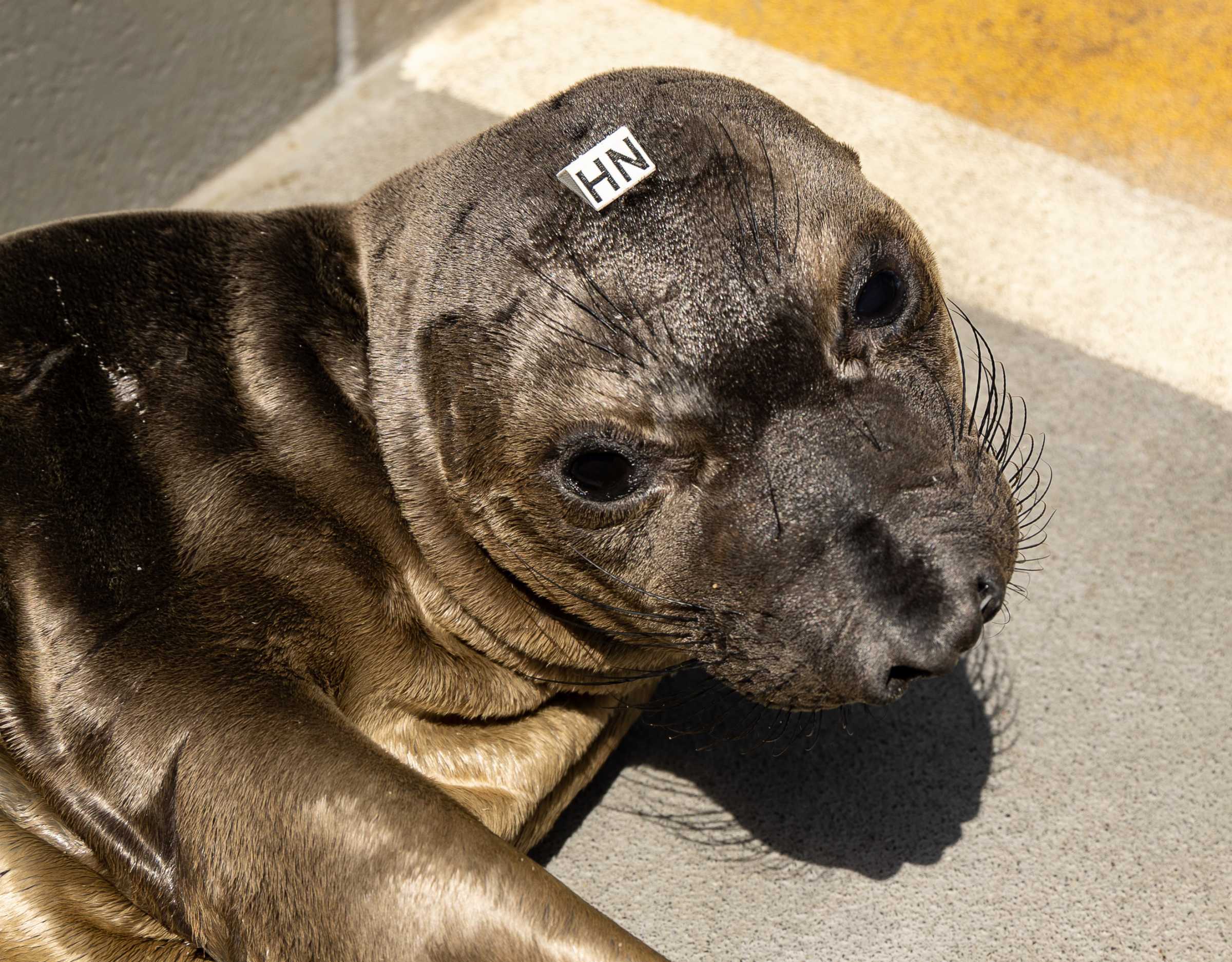Mustard | The Marine Mammal Center