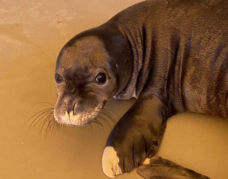 Ikaika | The Marine Mammal Center