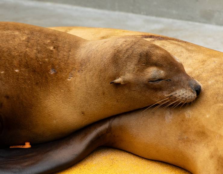 Musty | The Marine Mammal Center