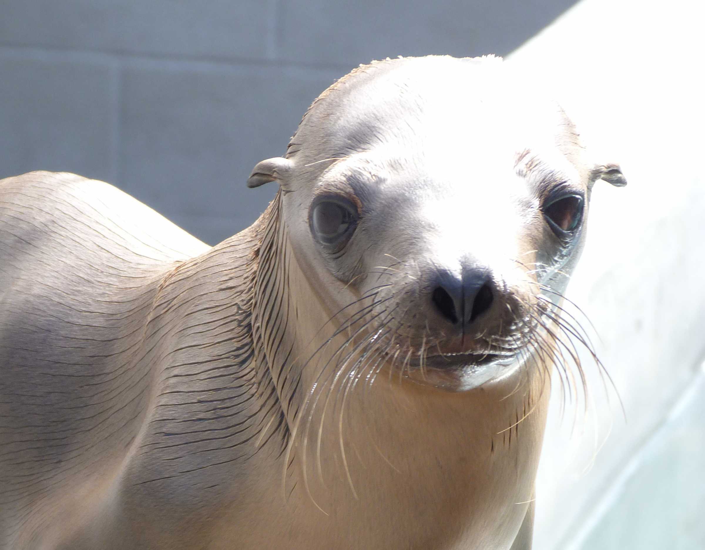 Splish | The Marine Mammal Center
