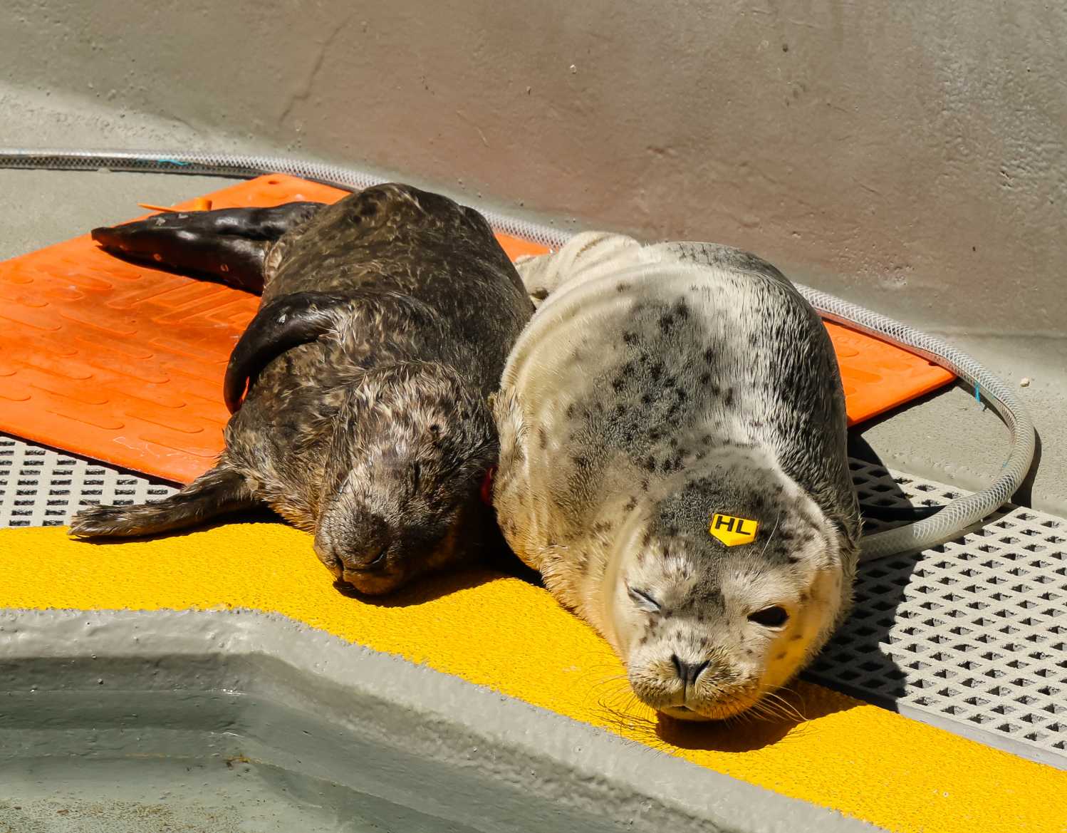 Pupping Season Spotlight: Caring for an Orphaned Harbor Seal Pup | The ...