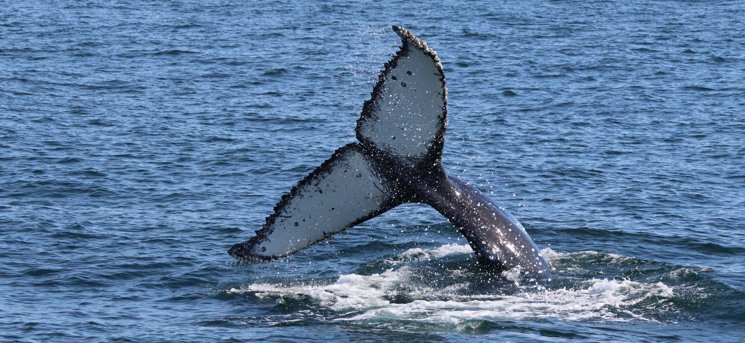 Your Visual Guide to Whale Breaching, Lunge Feeding and Other Behaviors ...