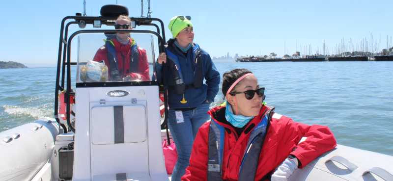 Your Visual Guide to Whale Breaching, Lunge Feeding and Other Behaviors ...