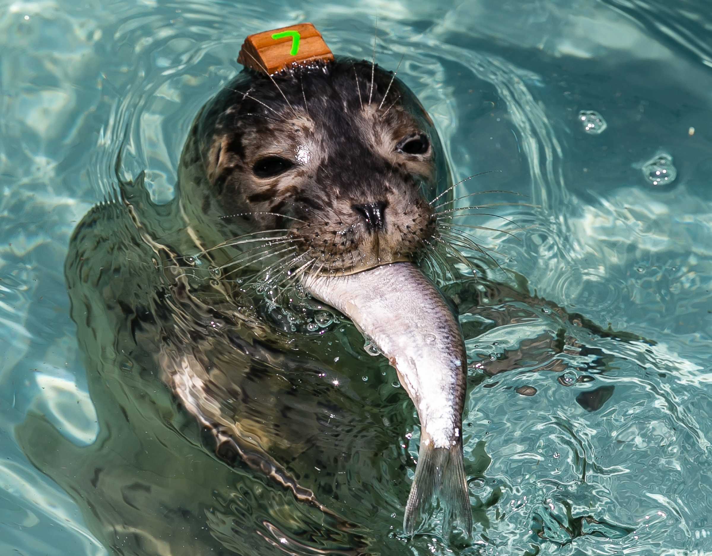 Chango | The Marine Mammal Center