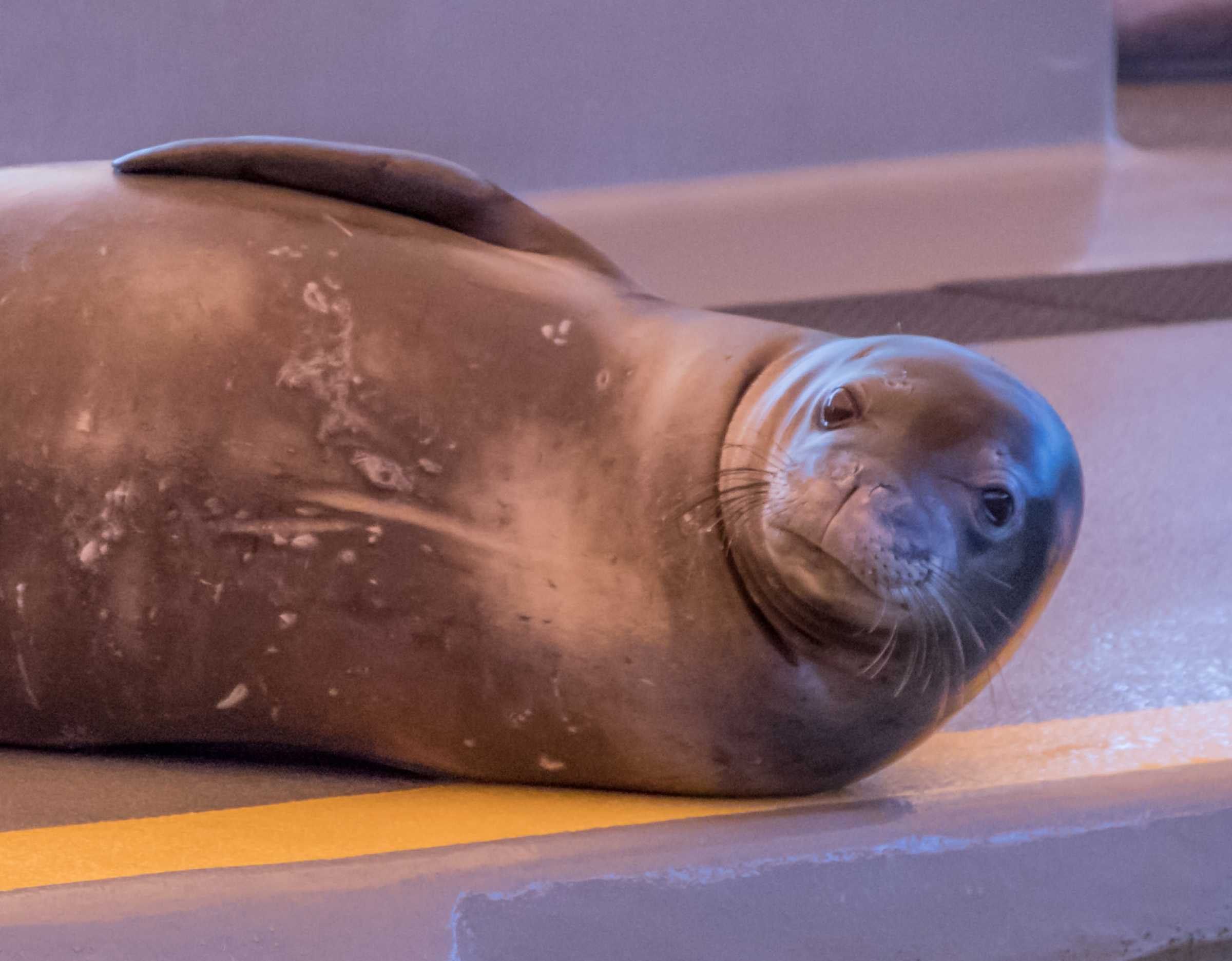 Puka | The Marine Mammal Center