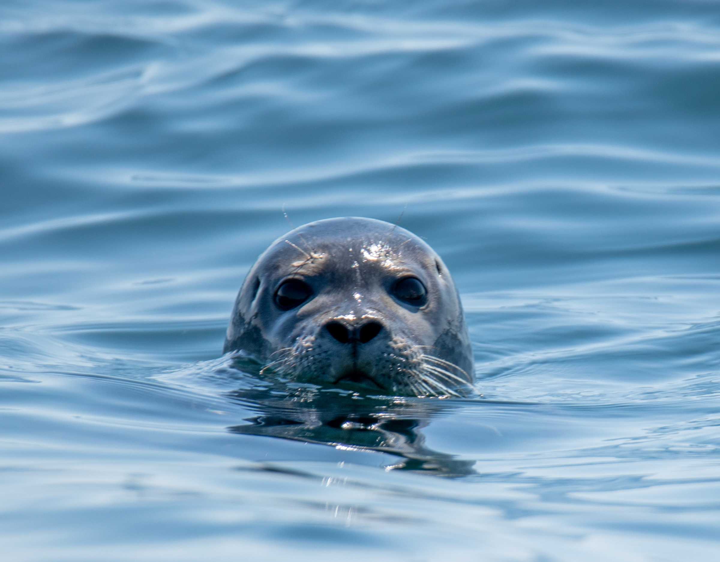Marine Mammal Occurrence, Distribution and Behavior in the Inland ...