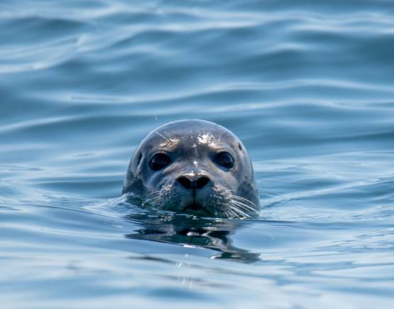 The Marine Mammal Center | Research Library