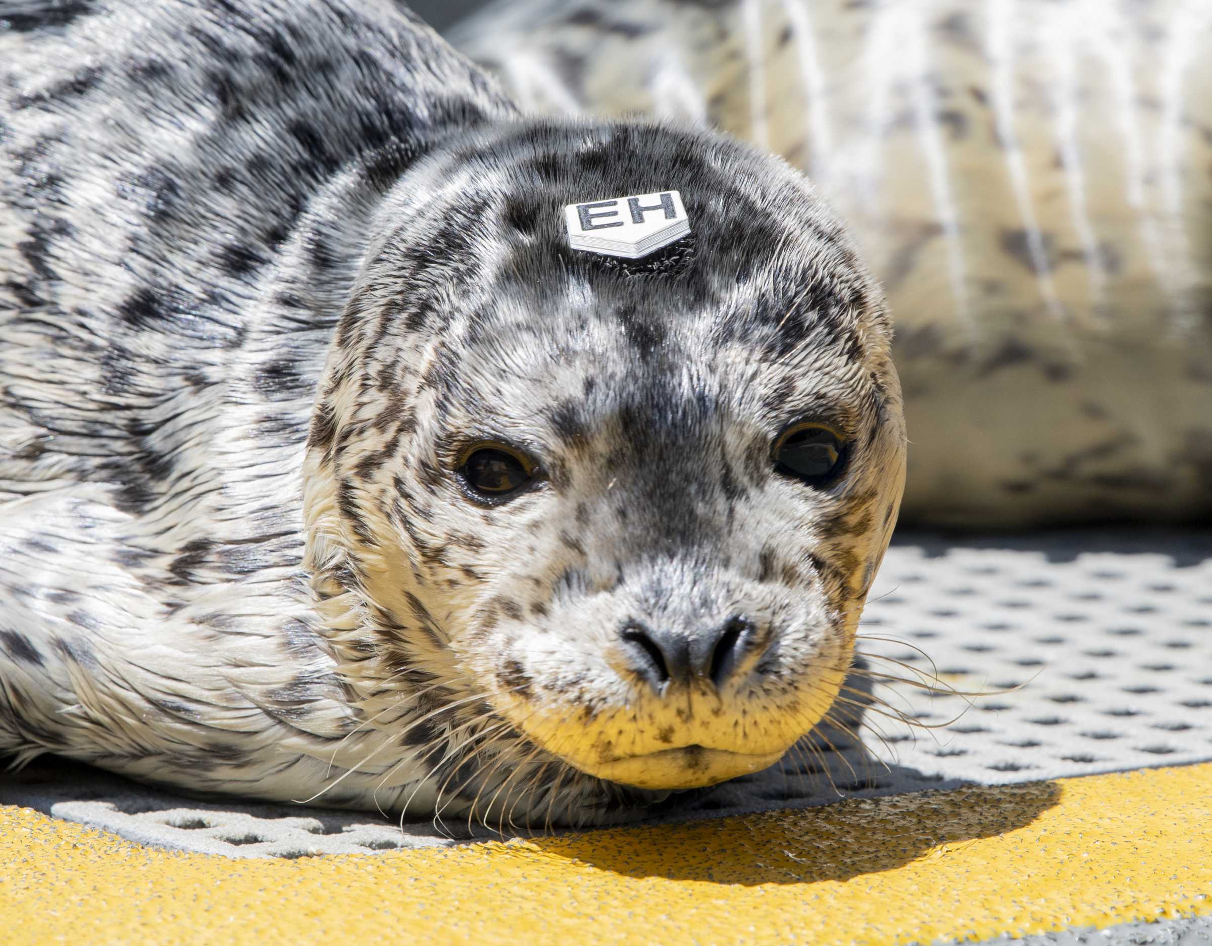 Magoo | The Marine Mammal Center
