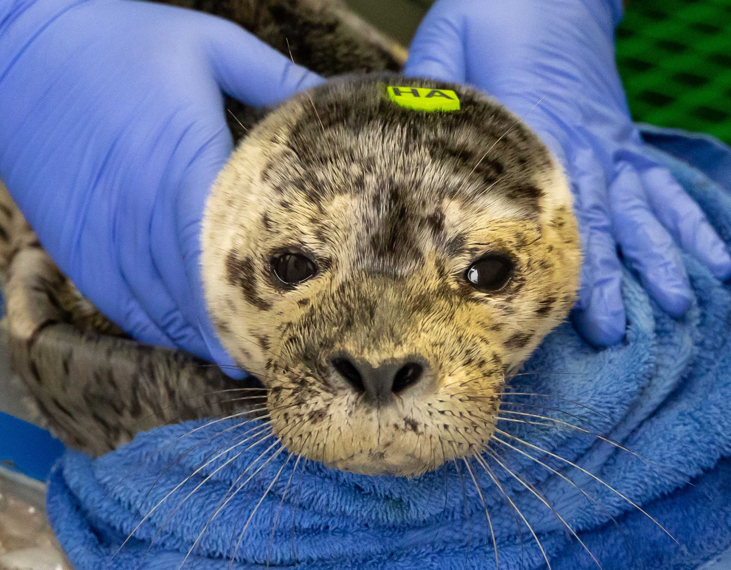 Samosa | The Marine Mammal Center