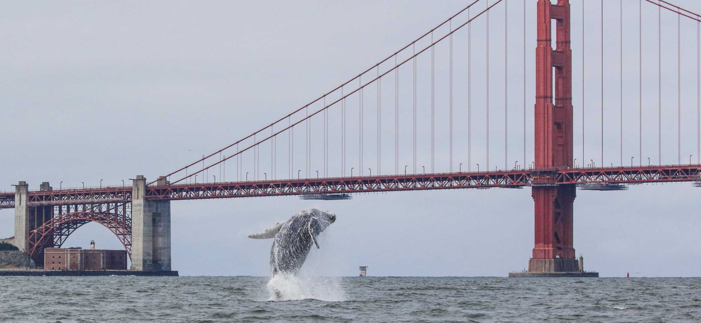 Your Visual Guide to Whale Breaching, Lunge Feeding and Other Behaviors ...