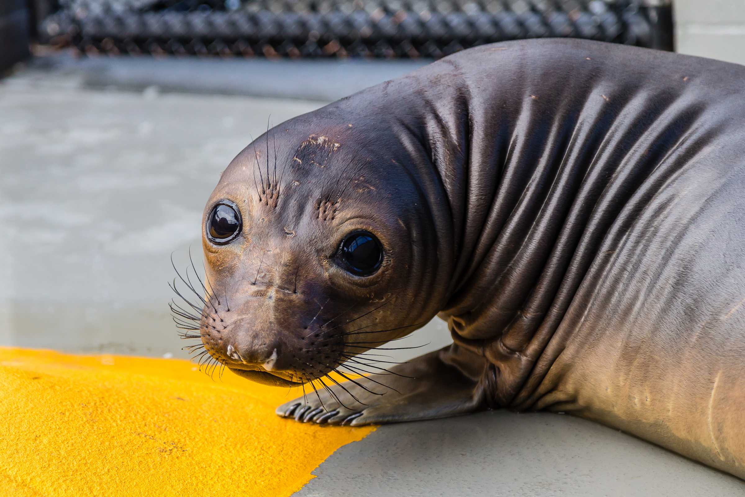 Elephant Seals Pups