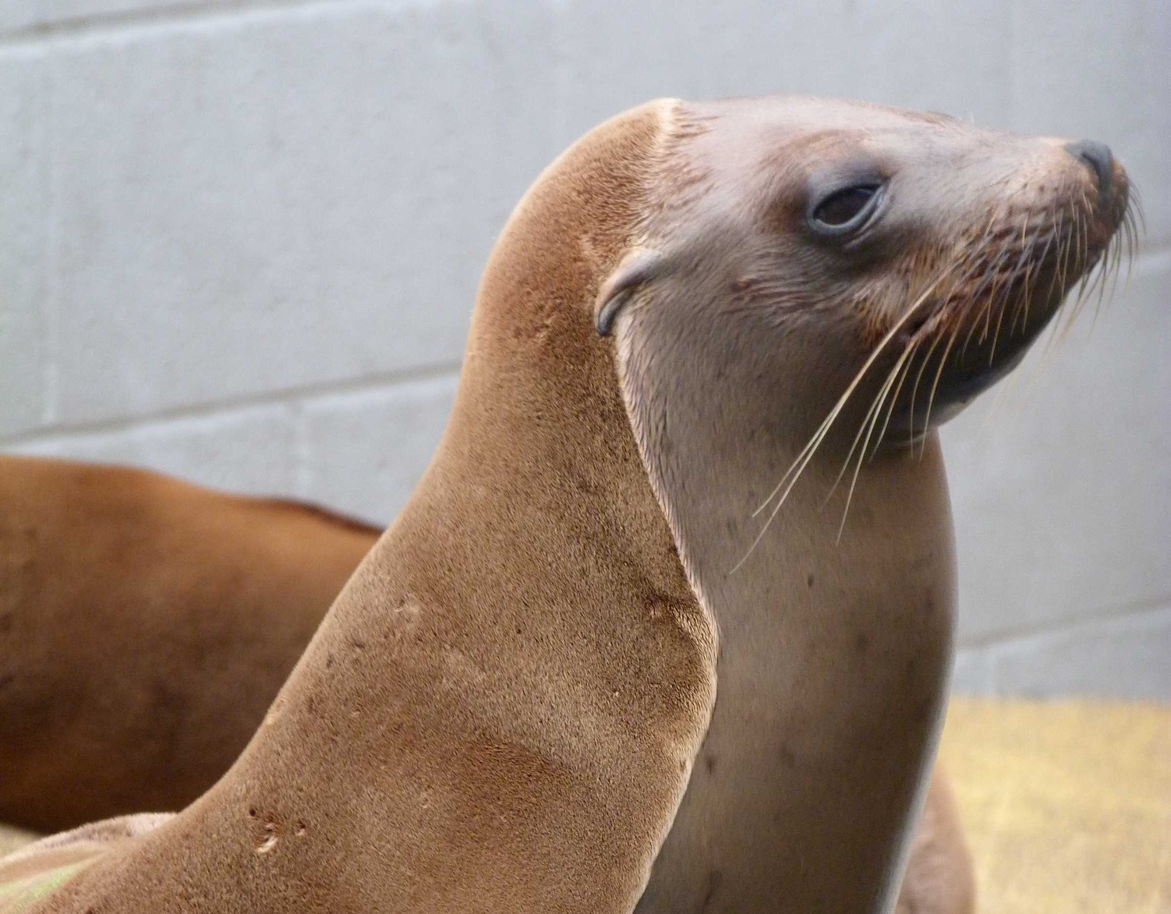 Prado | The Marine Mammal Center