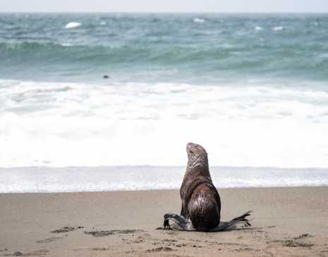 Adaptations of the Deep: Seal Whiskers and Eyes | The Marine Mammal Center