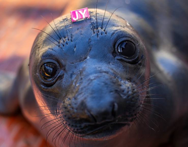 Stewie | The Marine Mammal Center