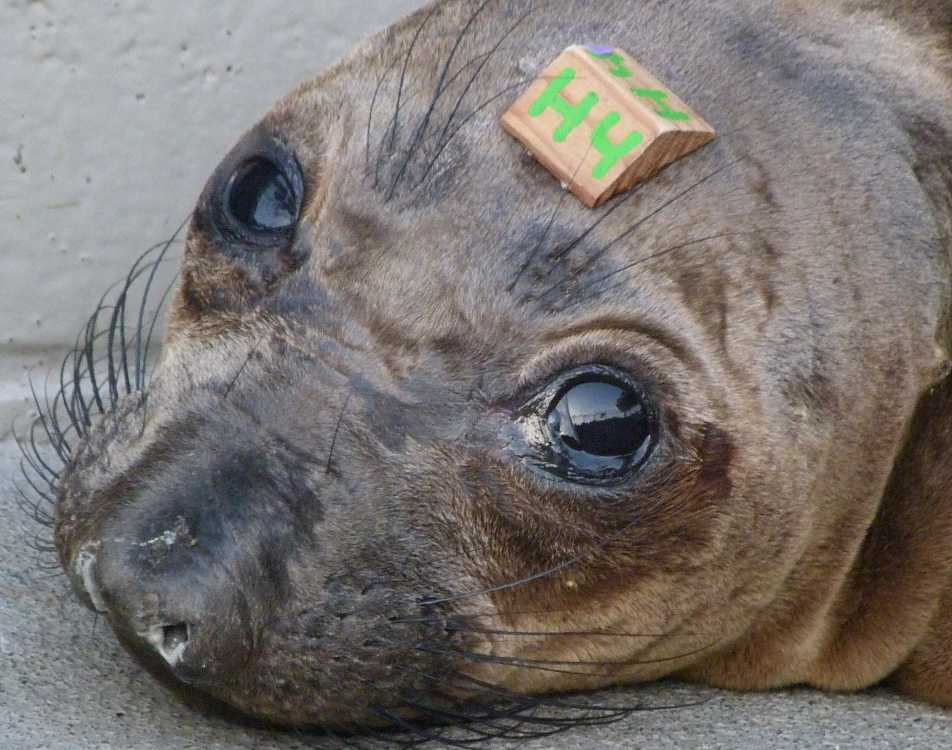 Wasilla | The Marine Mammal Center