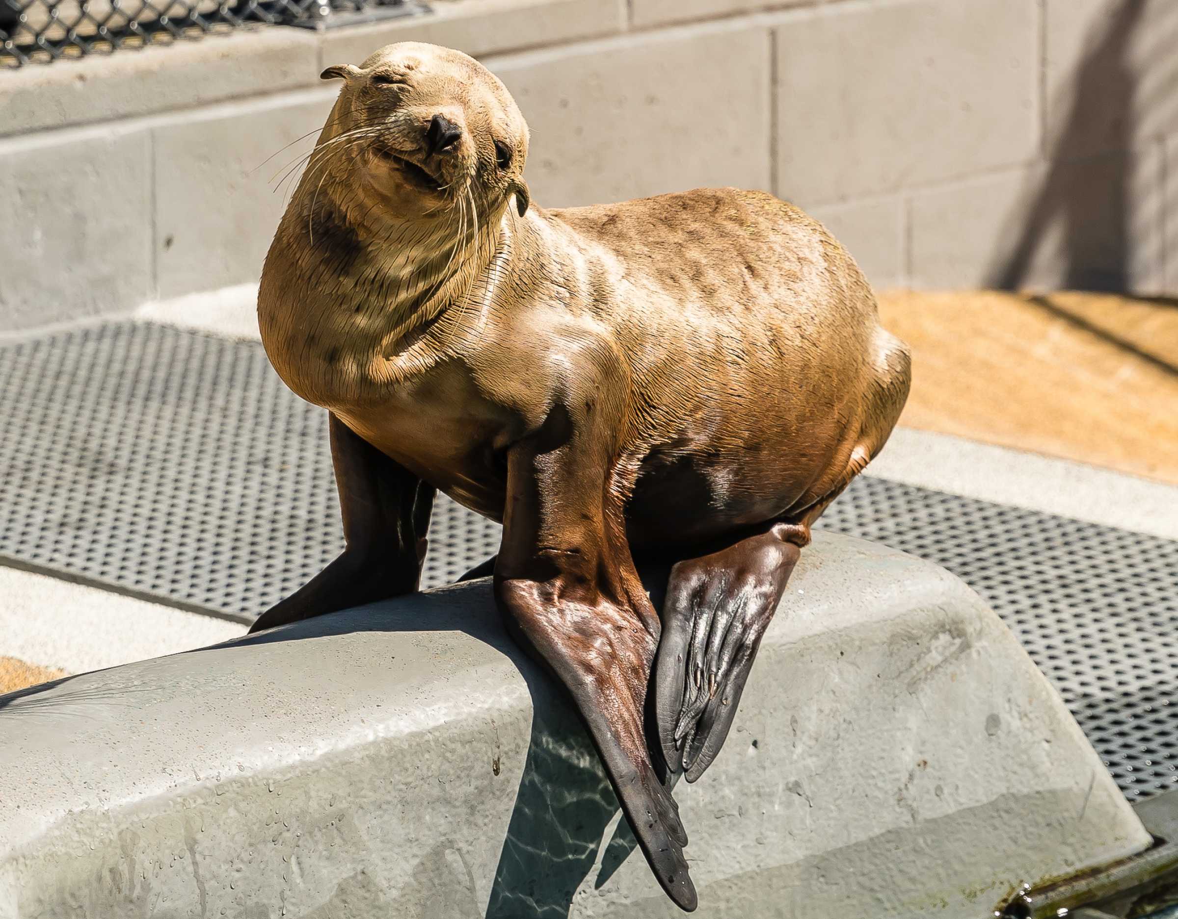 Lemon | The Marine Mammal Center