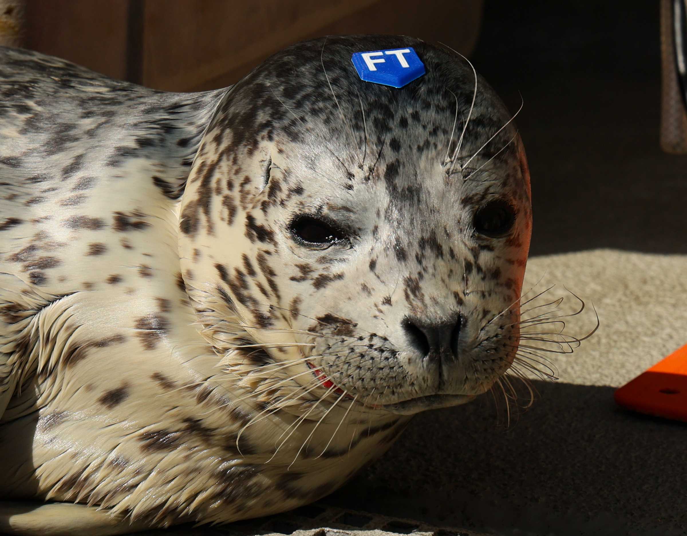 Trou | The Marine Mammal Center
