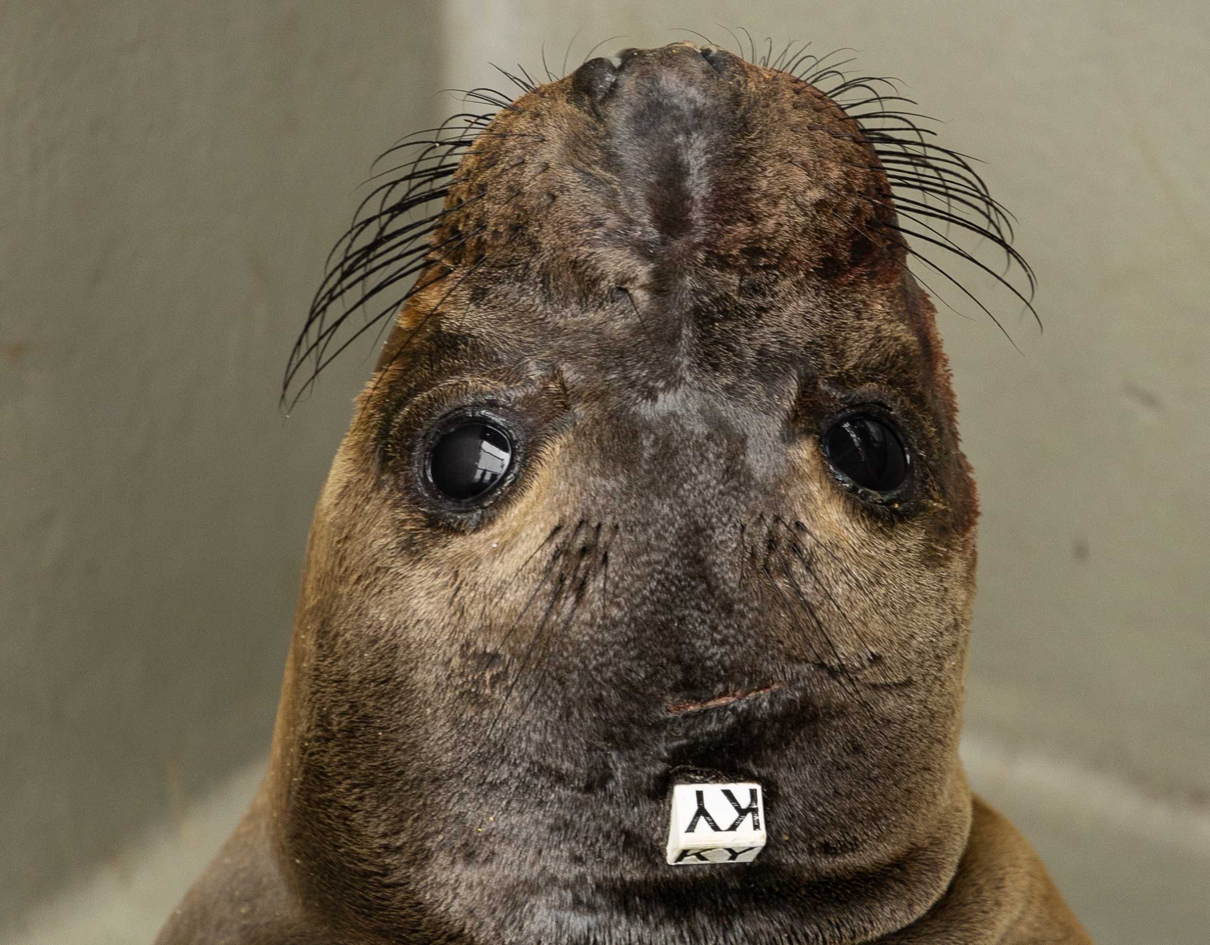 Gravy | The Marine Mammal Center