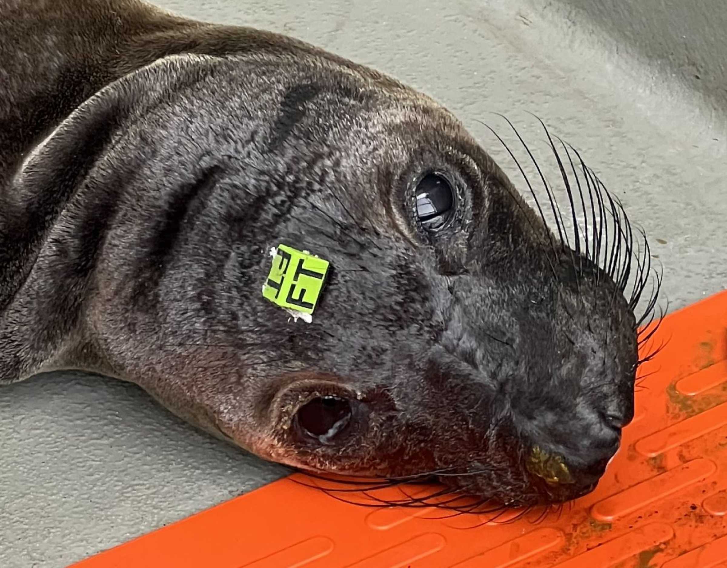 Graffiti | The Marine Mammal Center