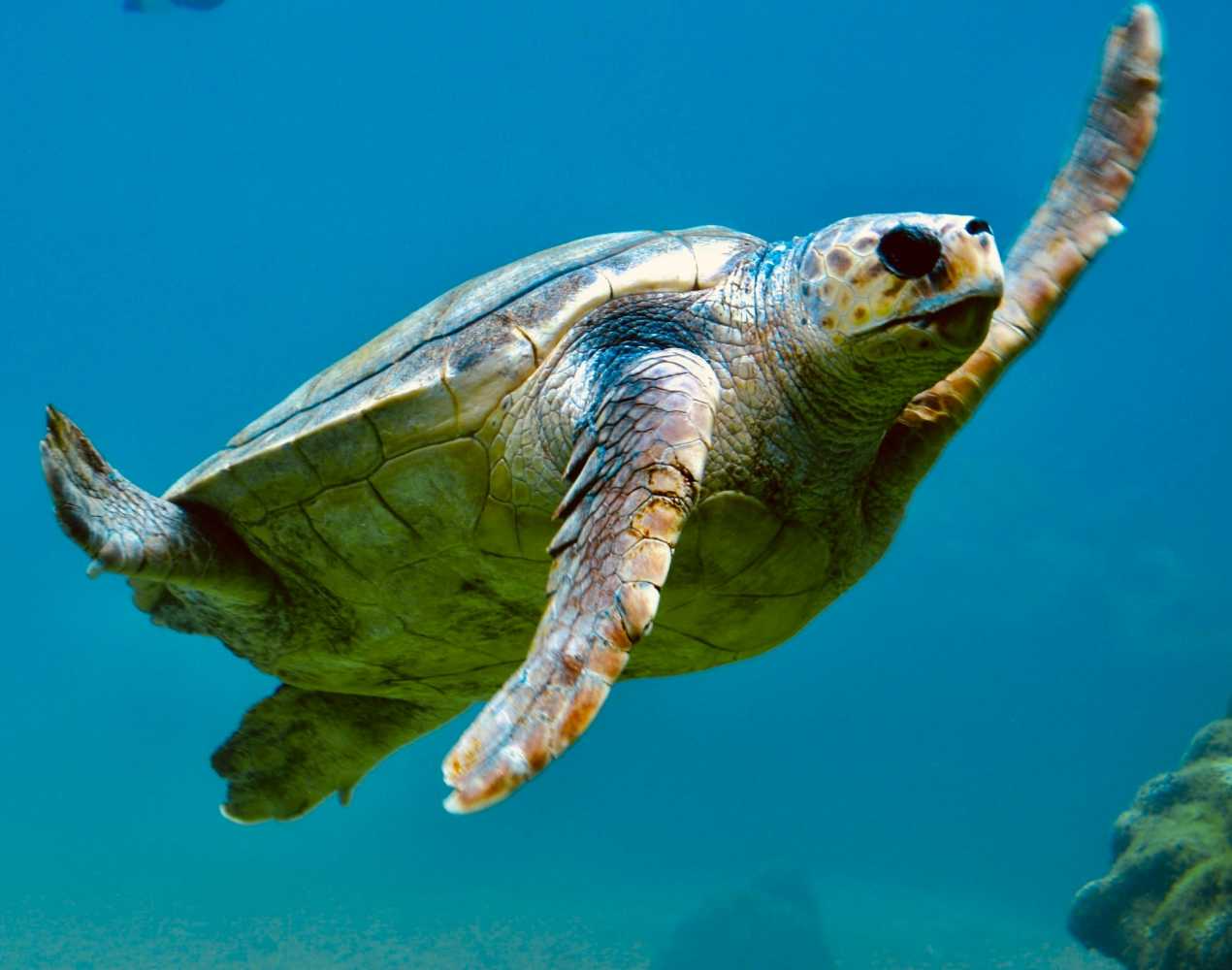 Clinicopathological Findings in Sea Turtles Assessed During the ...