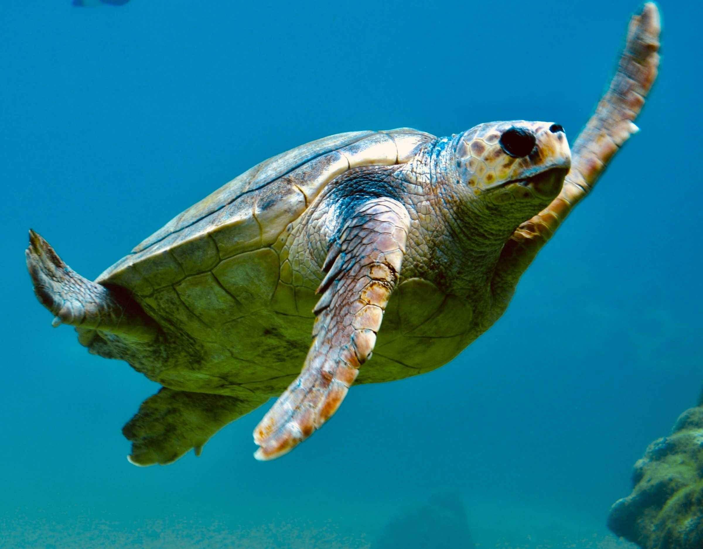 Clinicopathological Findings in Sea Turtles Assessed During the ...