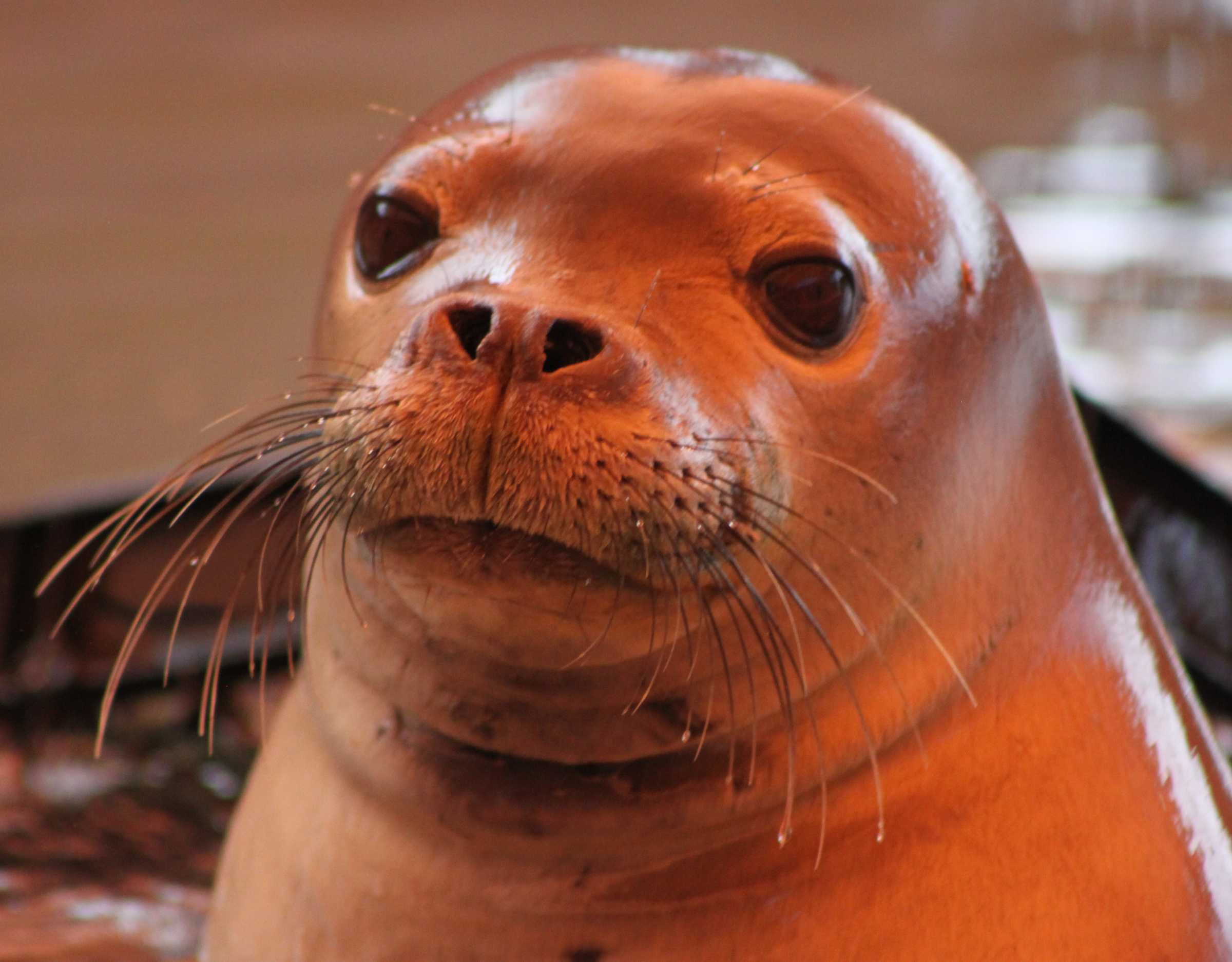 Makaʻala | The Marine Mammal Center