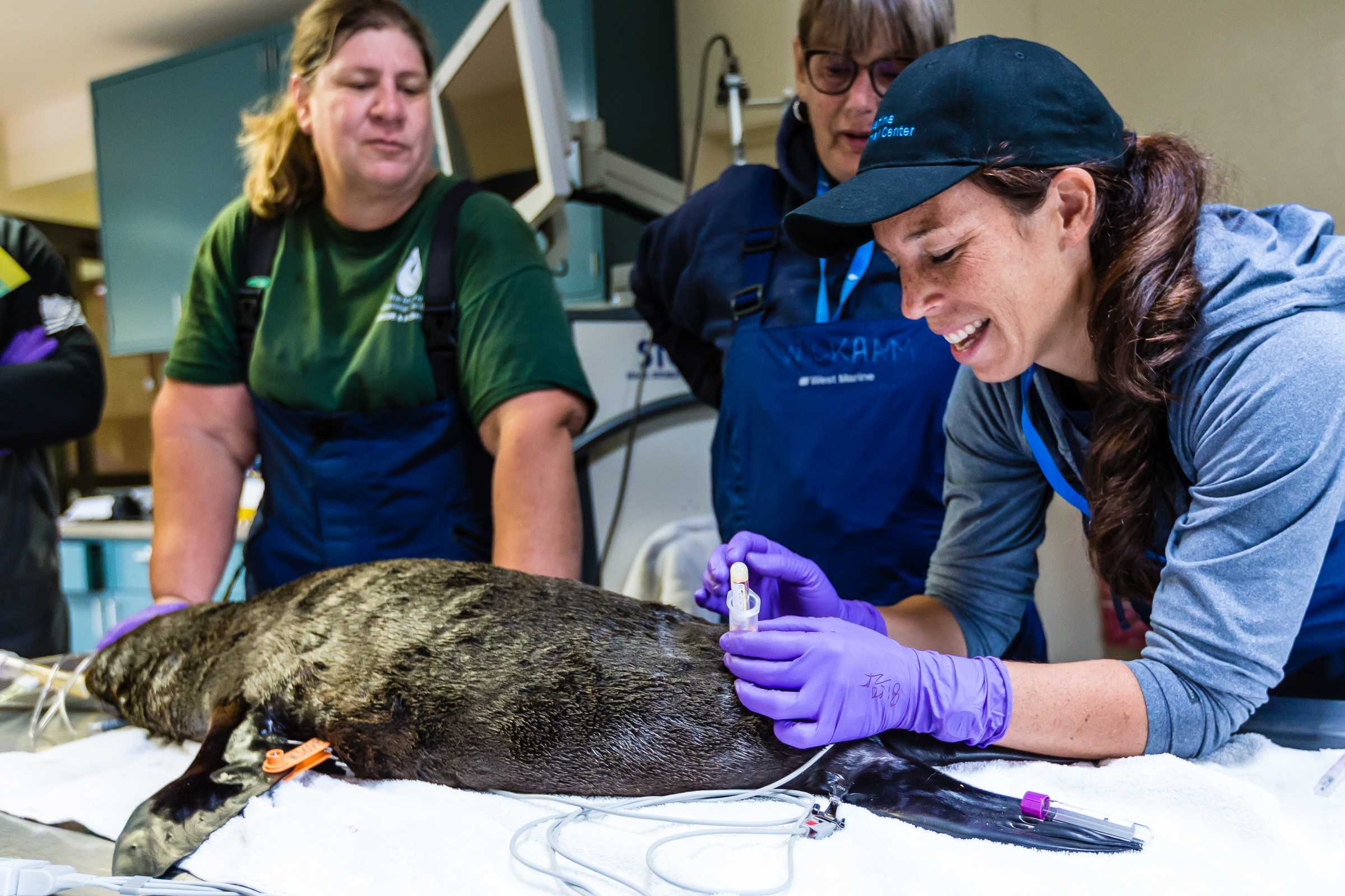 Veterinary Care | The Marine Mammal Center