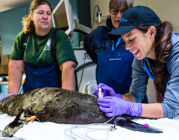 Veterinary Professionals | The Marine Mammal Center