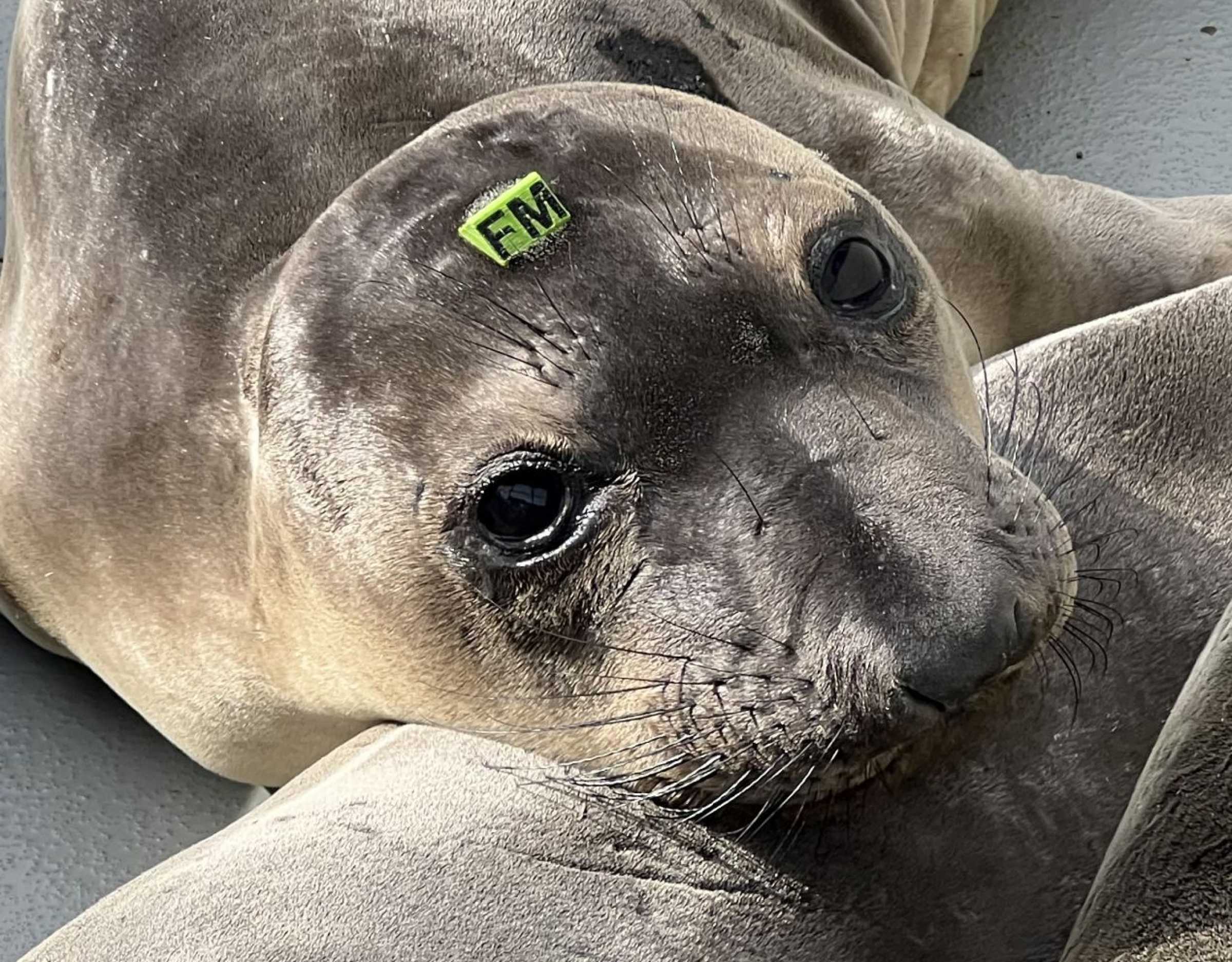 Monarch | The Marine Mammal Center