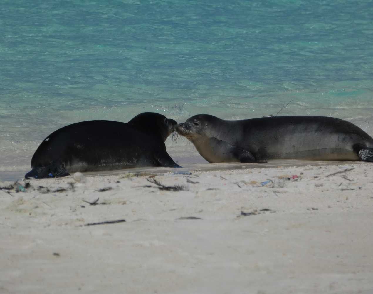 Four Endangered Hawaiian Monk Seals Released | The Marine Mammal Center