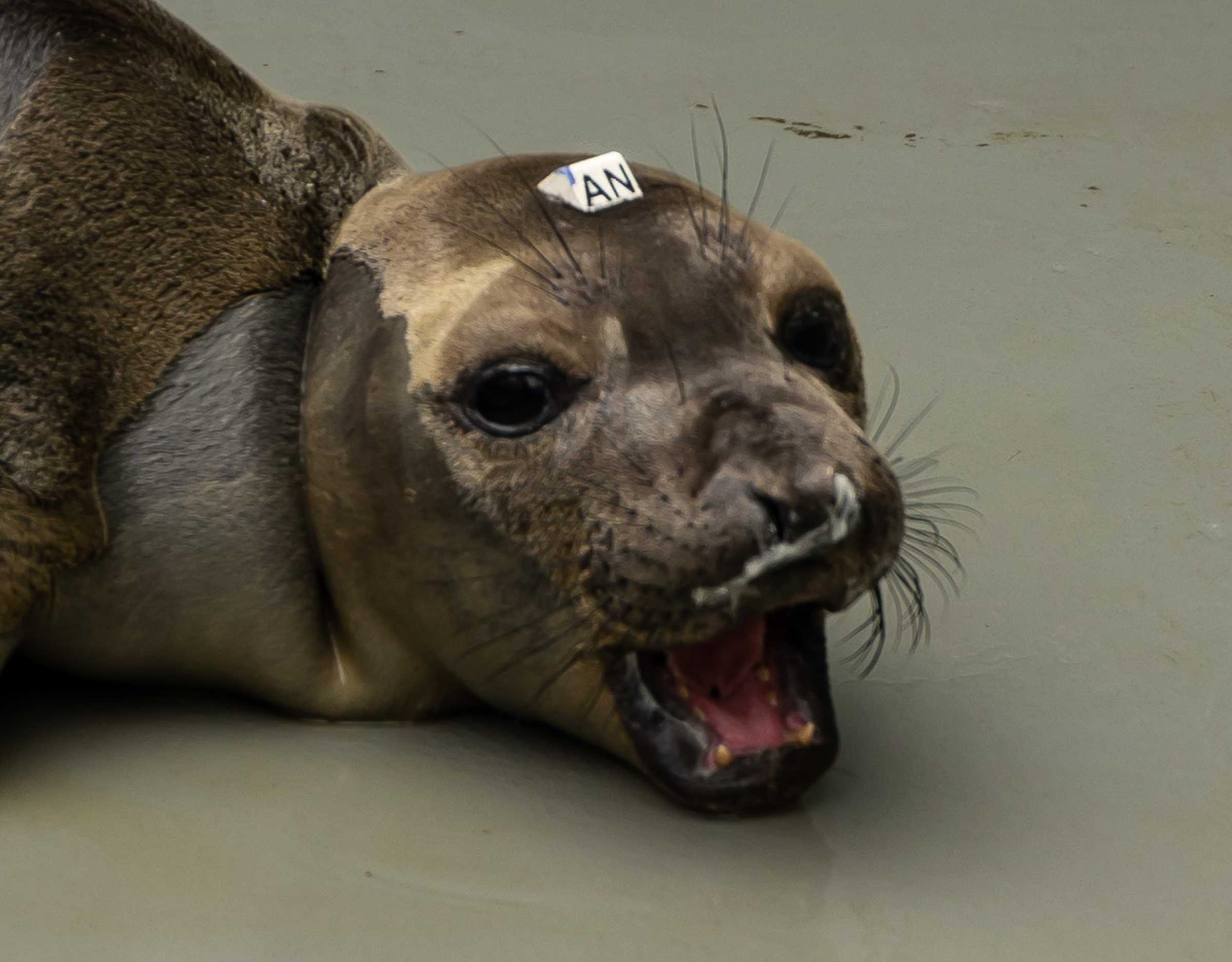 Sandlot | The Marine Mammal Center